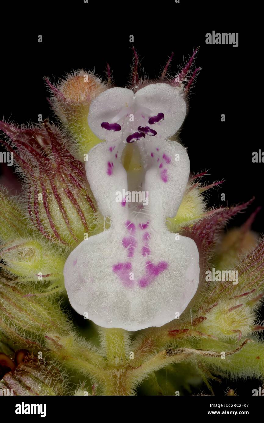 Cat-Mint (Nepeta cataria). Flower Closeup Stock Photo - Alamy