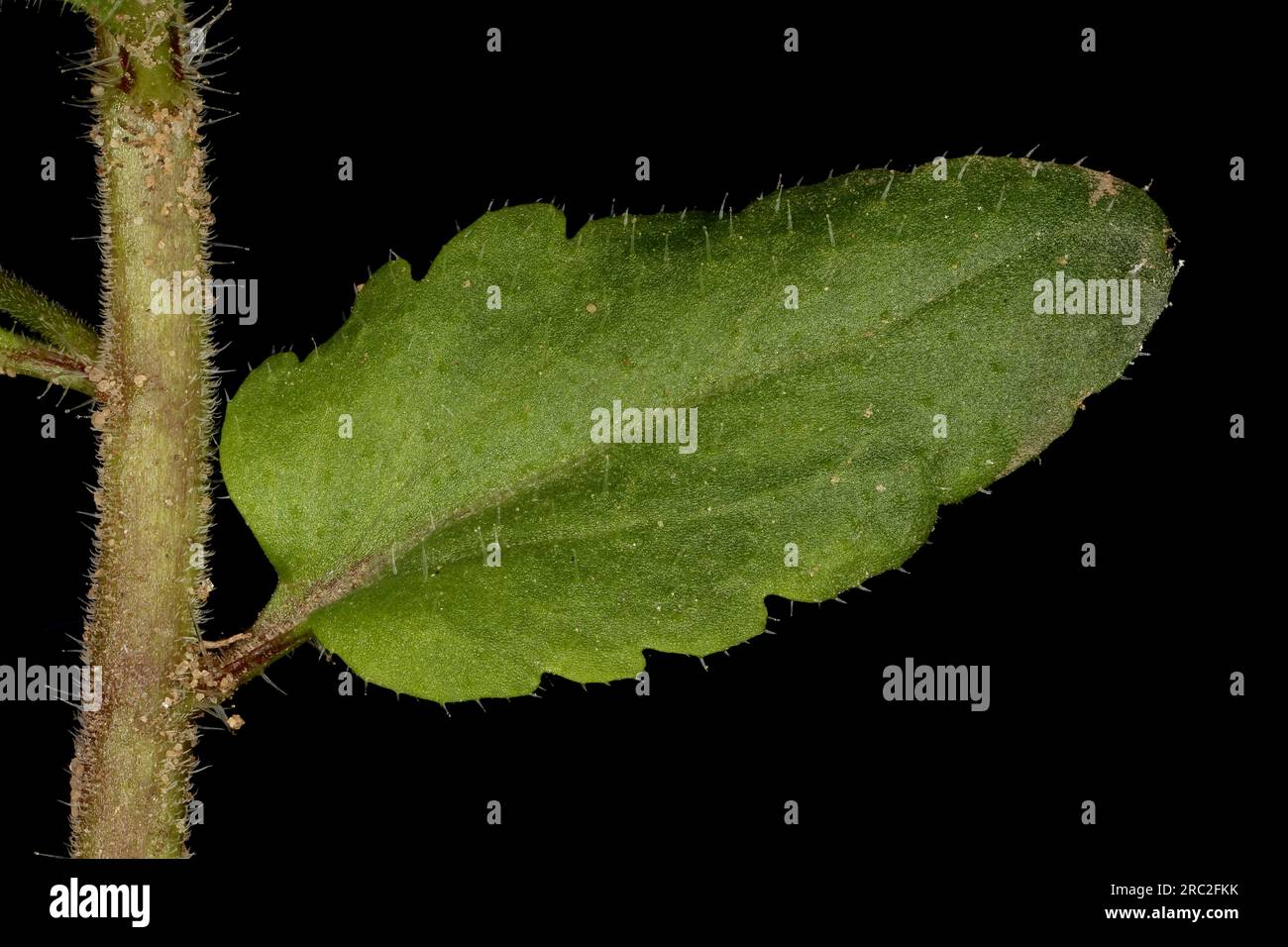 Glandular hair hi-res stock photography and images - Alamy