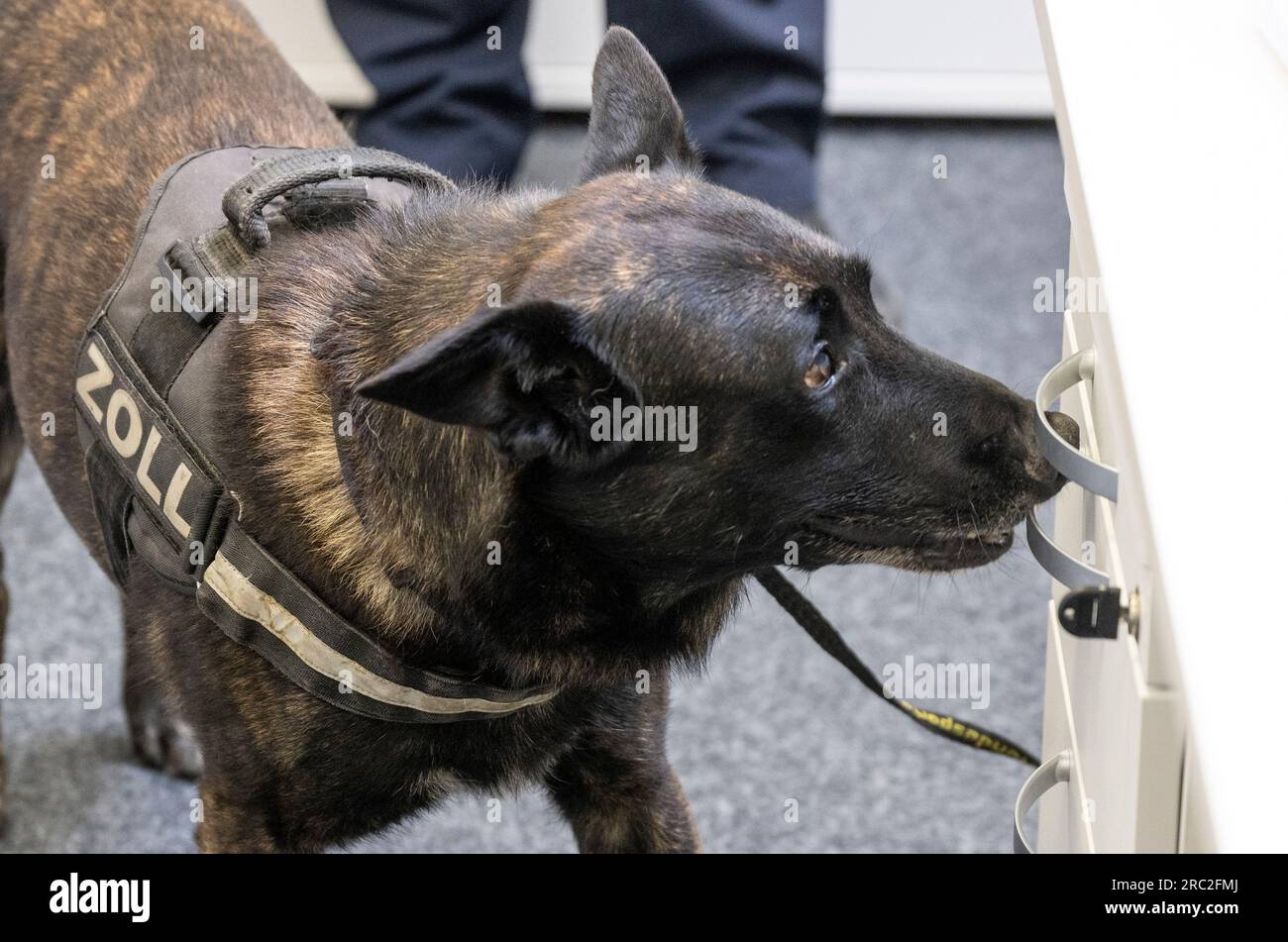 Cash sniffer dog hi-res stock photography and images - Alamy