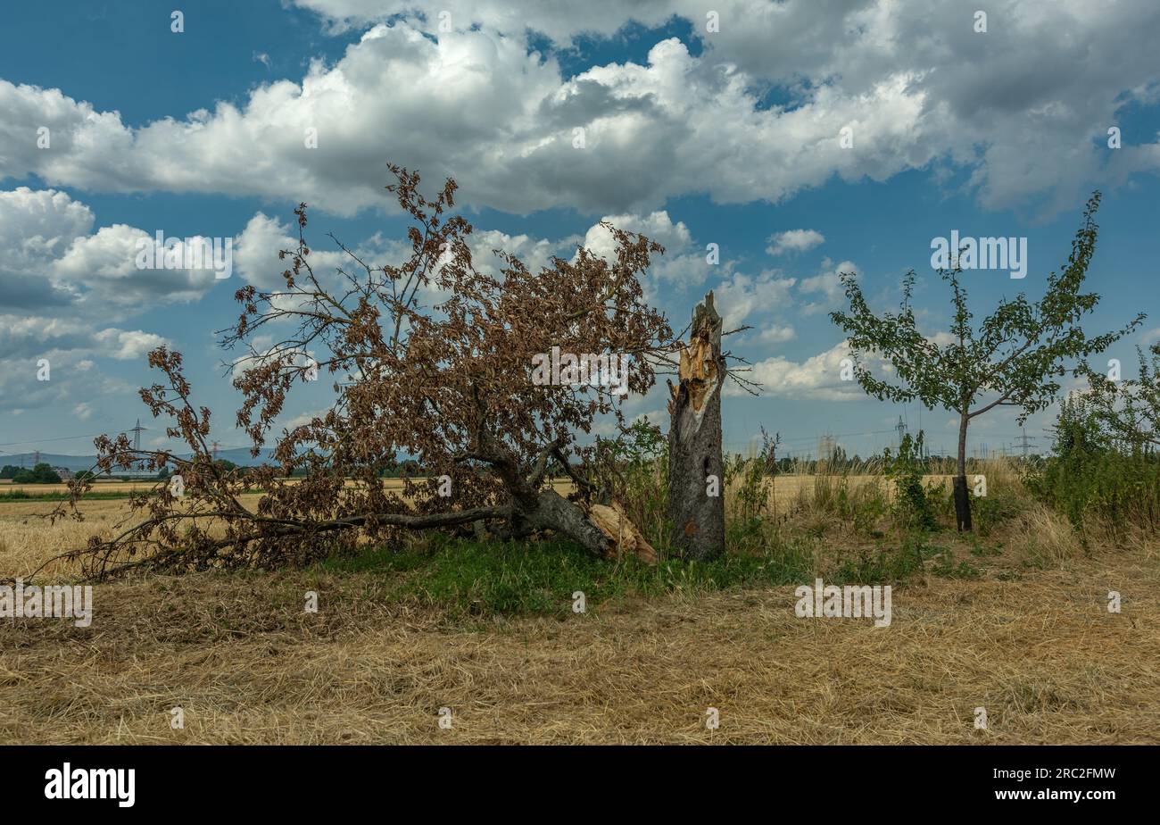 Tree with dead leaves hi-res stock photography and images - Alamy