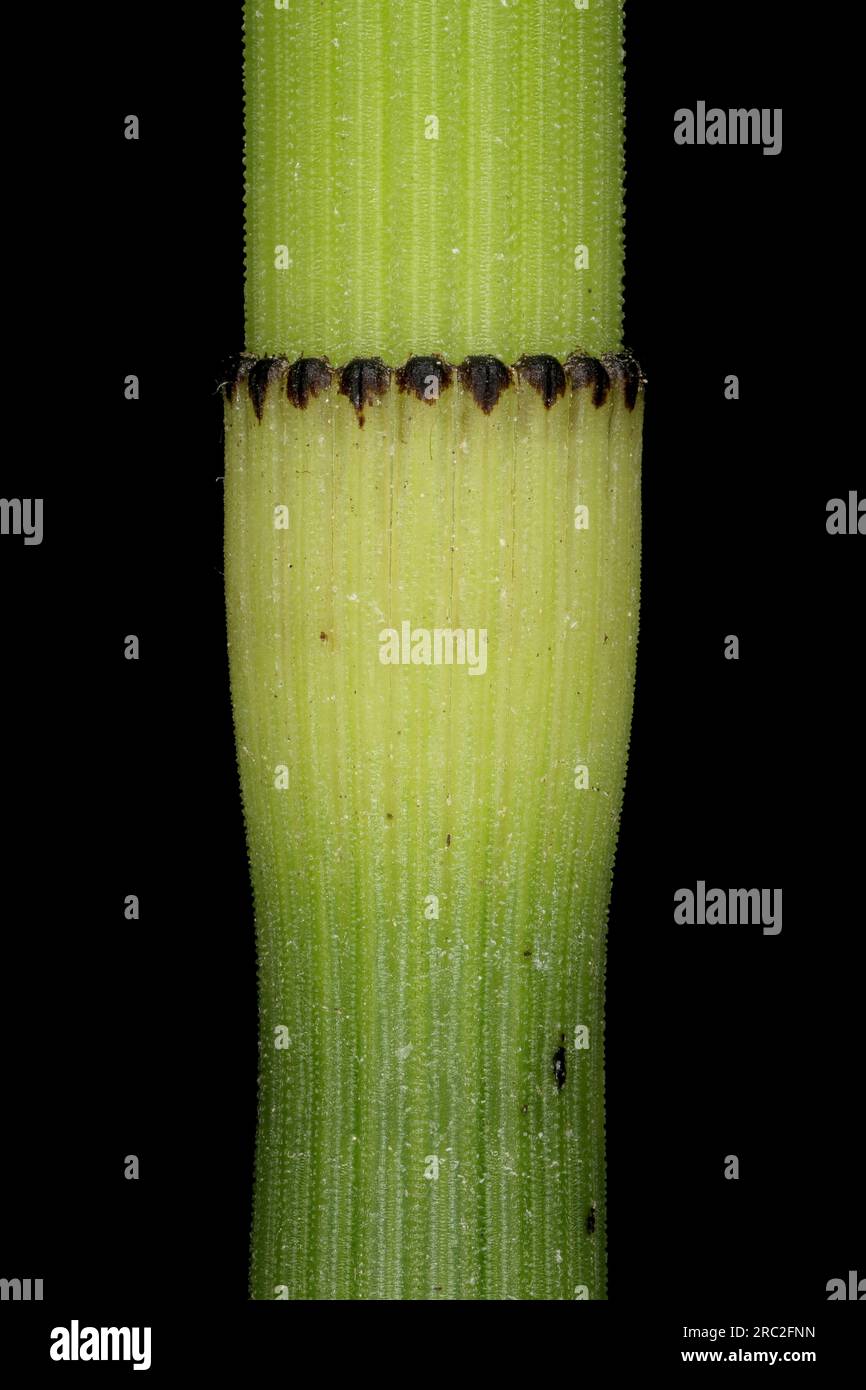 Rough Horsetail (Equisetum hyemale). Leaf Sheath Closeup Stock Photo ...
