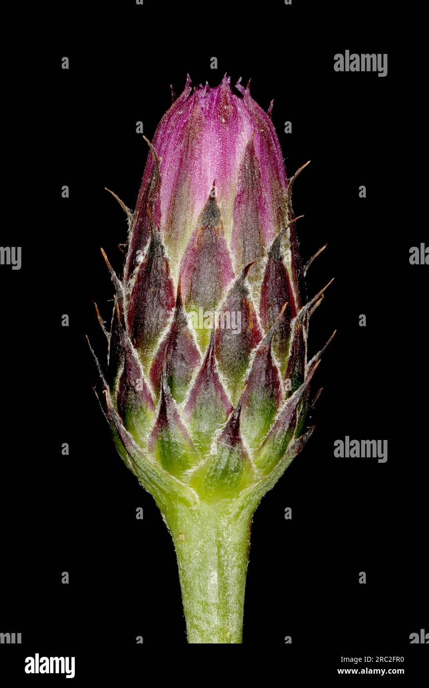 Saw-Wort (Serratula tinctoria). Immature Capitulum Closeup Stock Photo ...