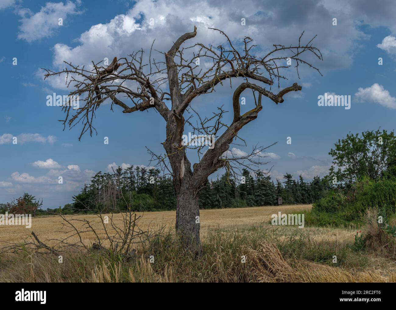 Dead leaves field hi-res stock photography and images - Alamy
