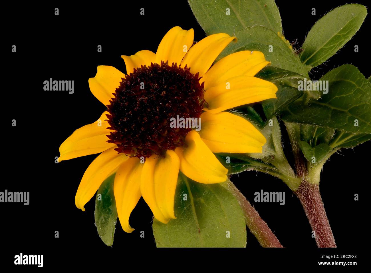 Zinnia capitulum hi-res stock photography and images - Alamy