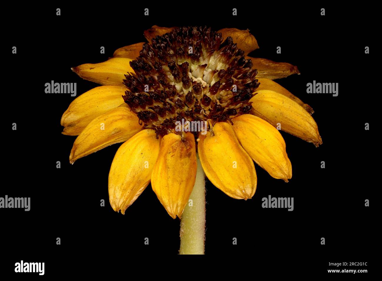 Fruiting capitulum hi-res stock photography and images - Alamy