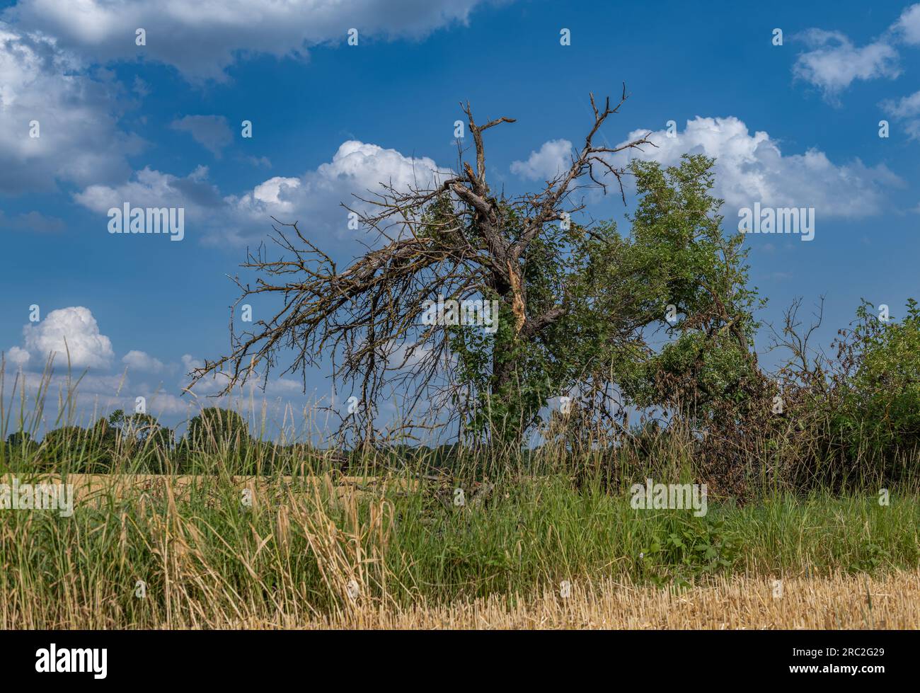 Tree with dead leaves hi-res stock photography and images - Alamy