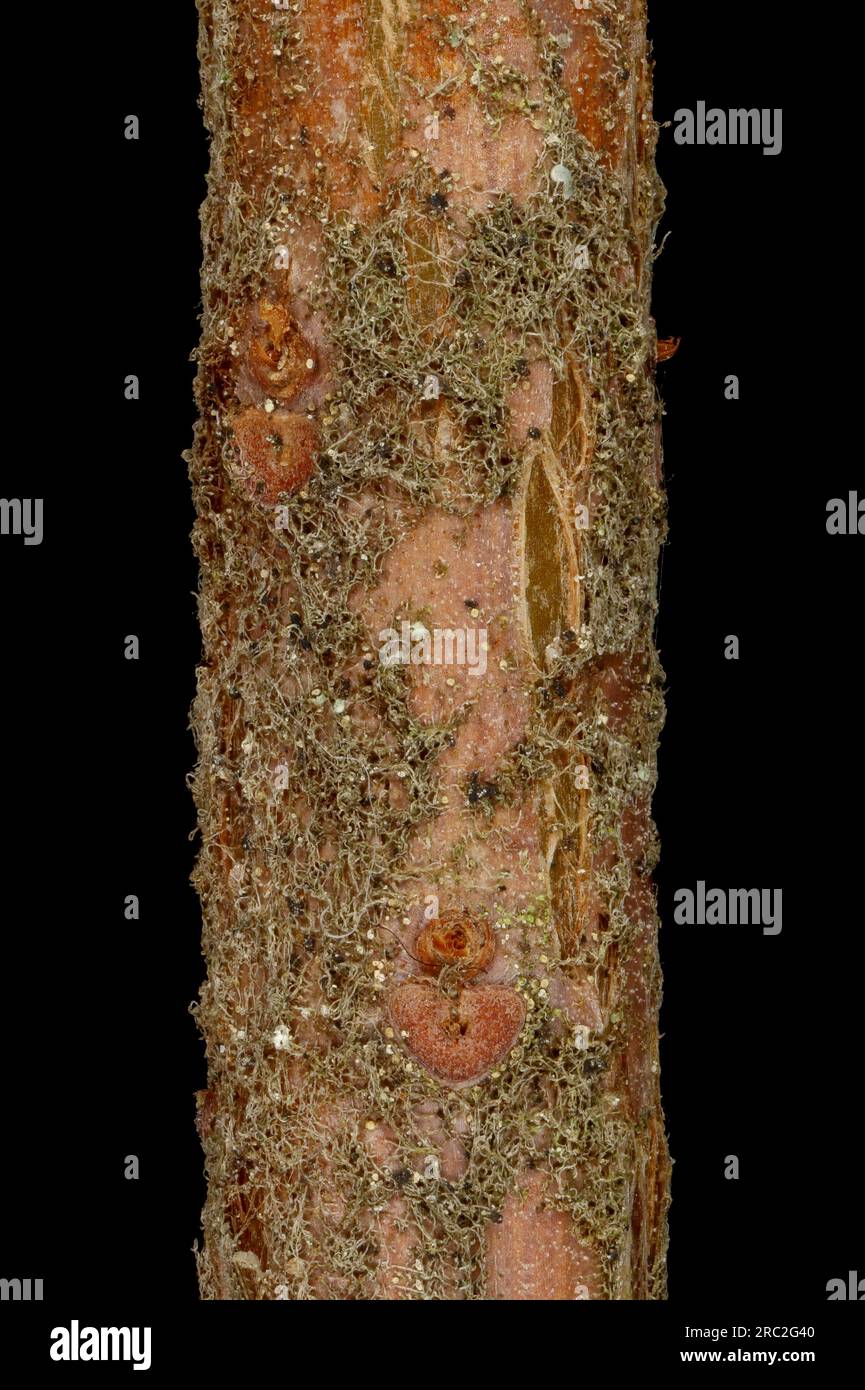 Labrador tea rust hi-res stock photography and images - Alamy