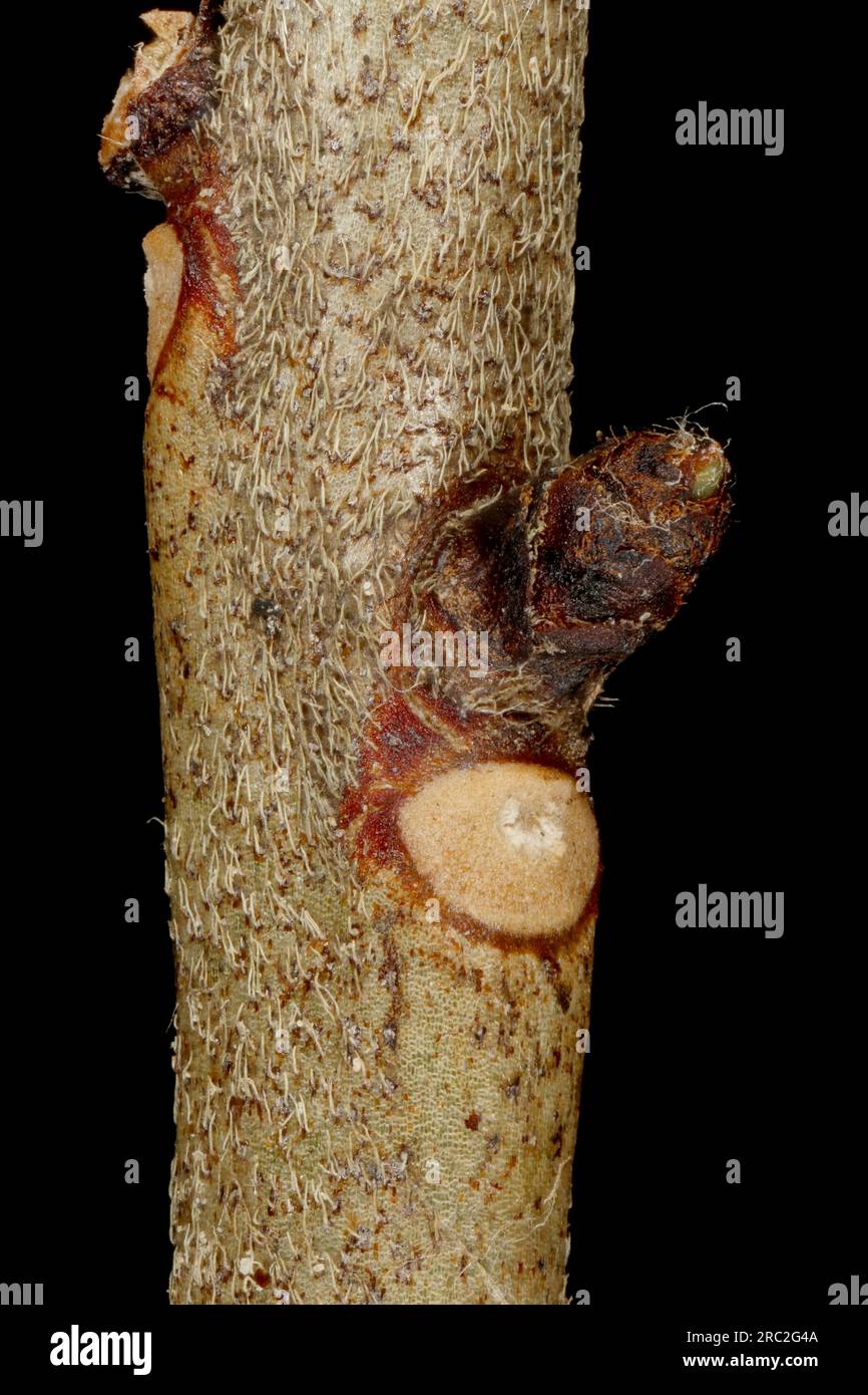 Lateral bud hi-res stock photography and images - Alamy