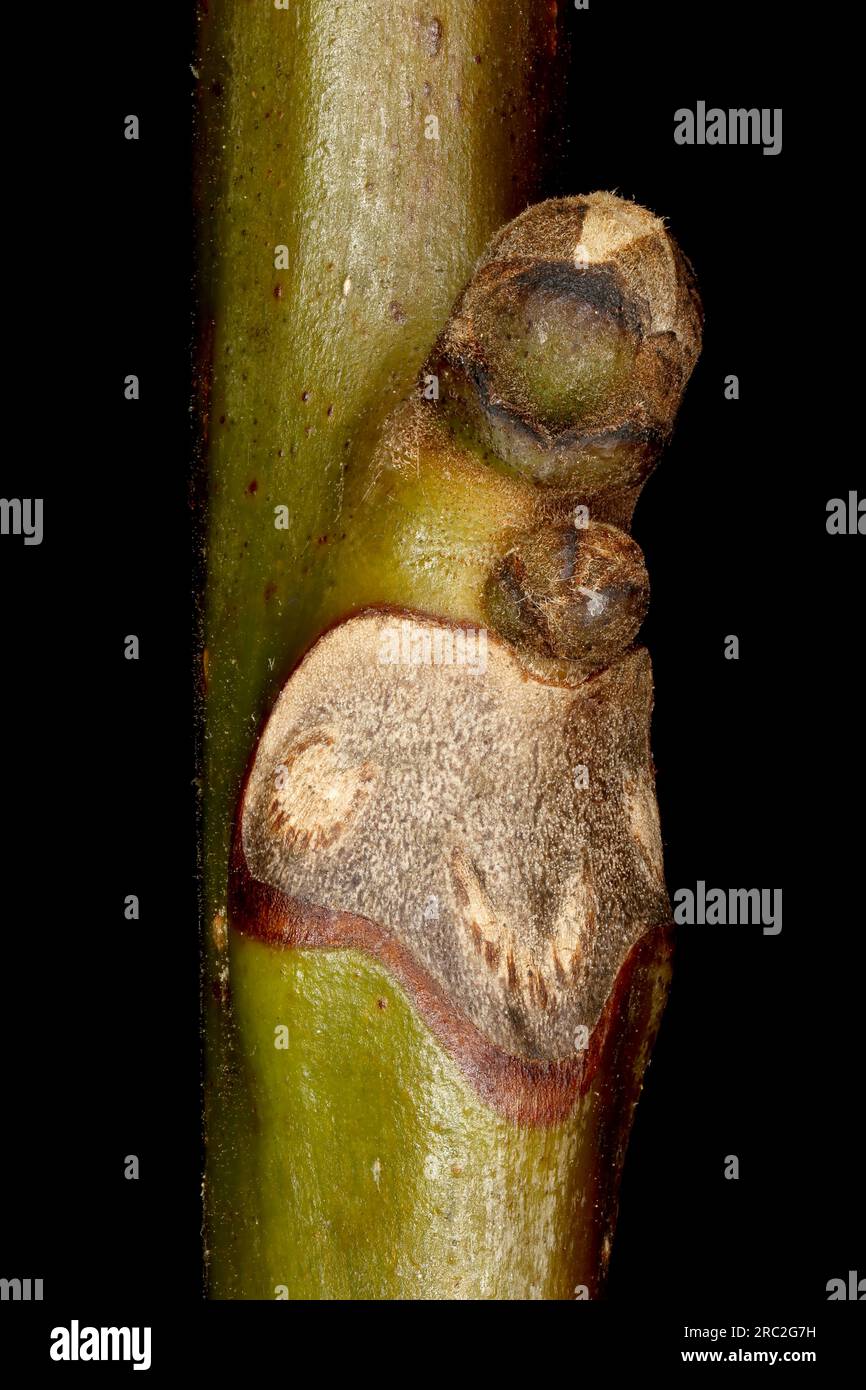 Black walnut leaf bud hi-res stock photography and images - Alamy