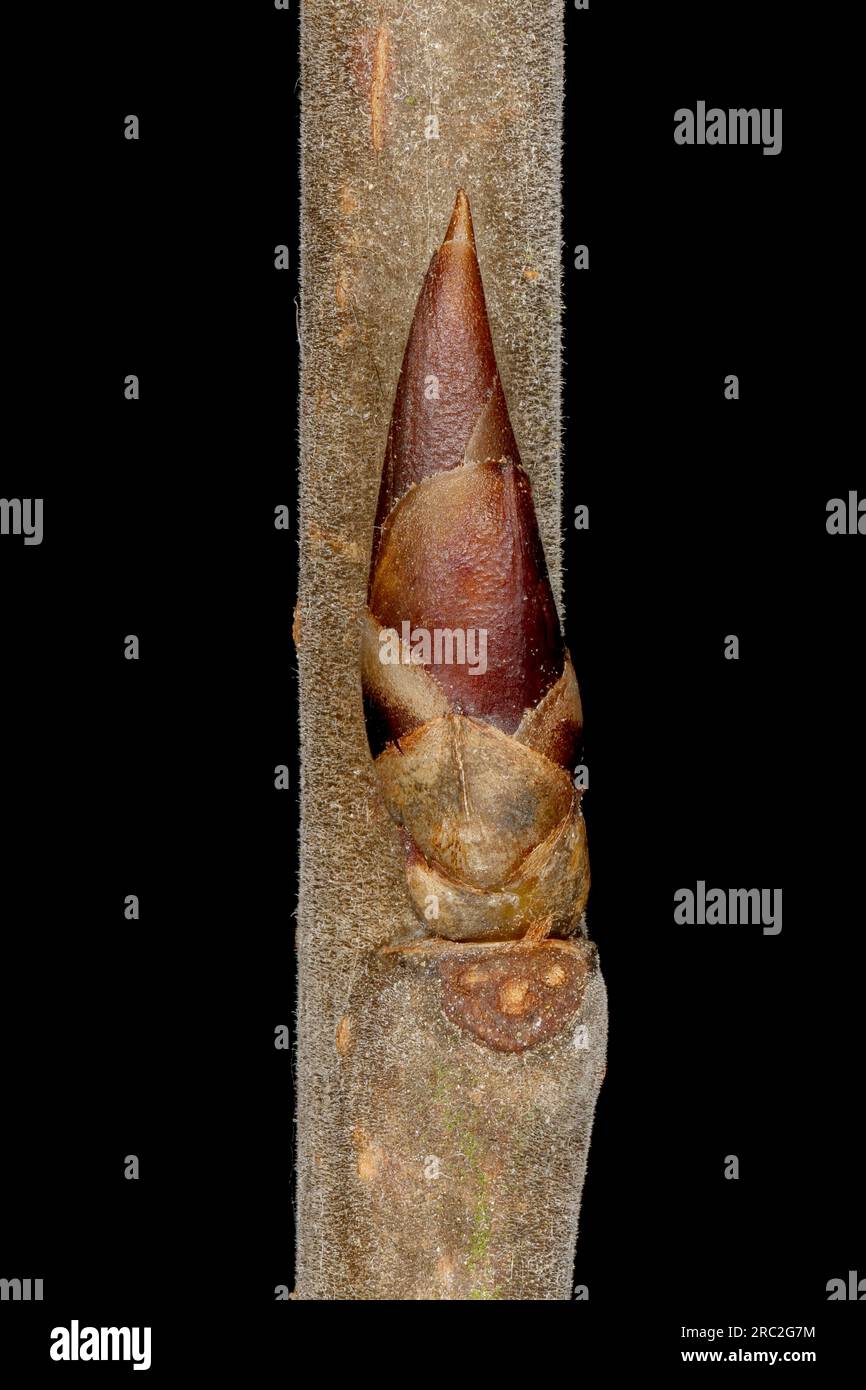 Bird Cherry (Prunus padus). Lateral Bud Closeup Stock Photo - Alamy