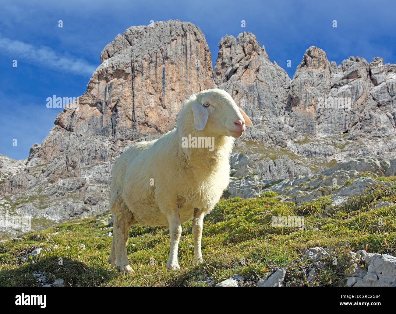 Tyrol mountain sheep in front of the "Red Tower" (Roter Turm), one of ...