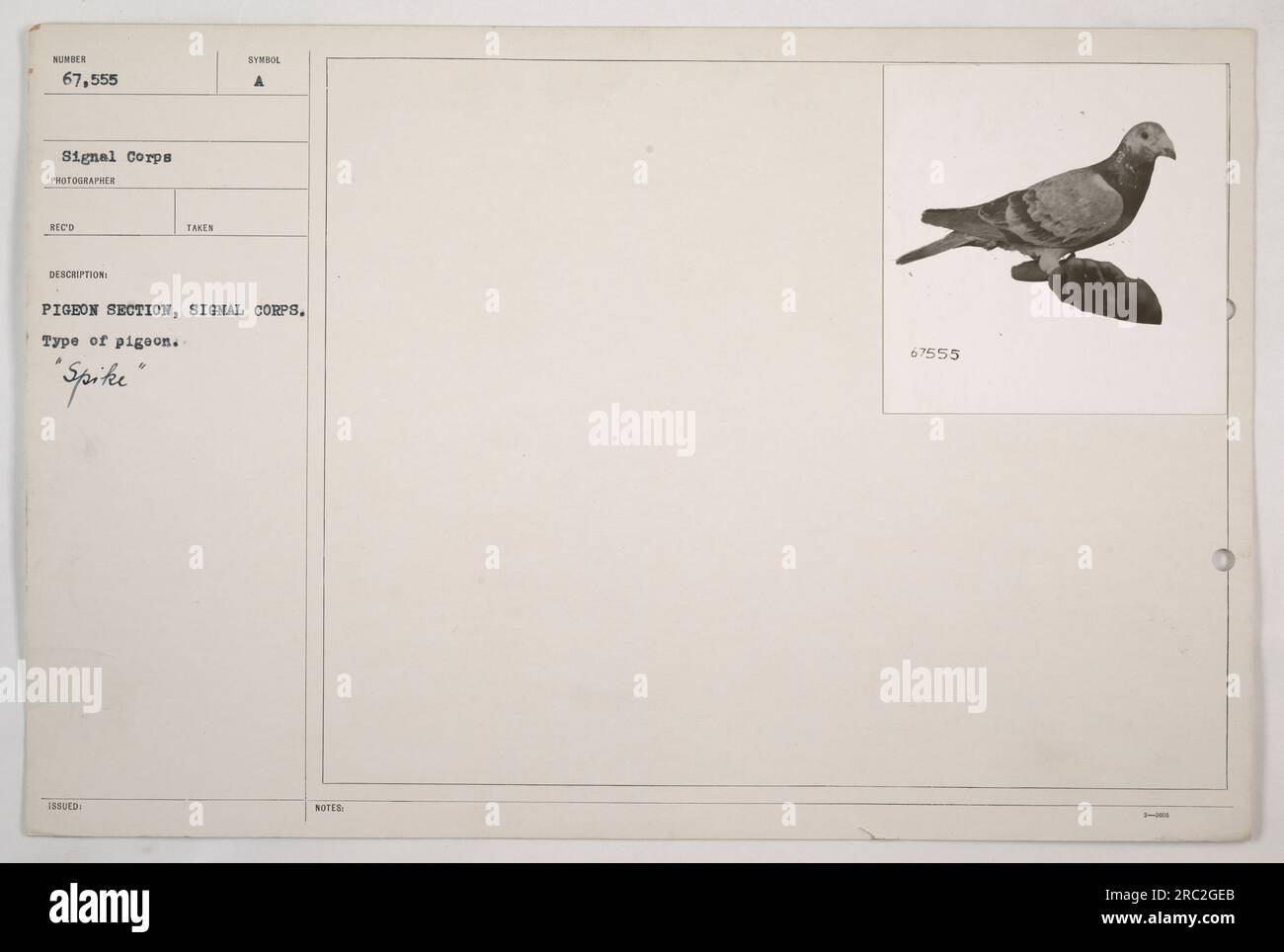 A photograph depicting a pigeon section of the Signal Corps during ...