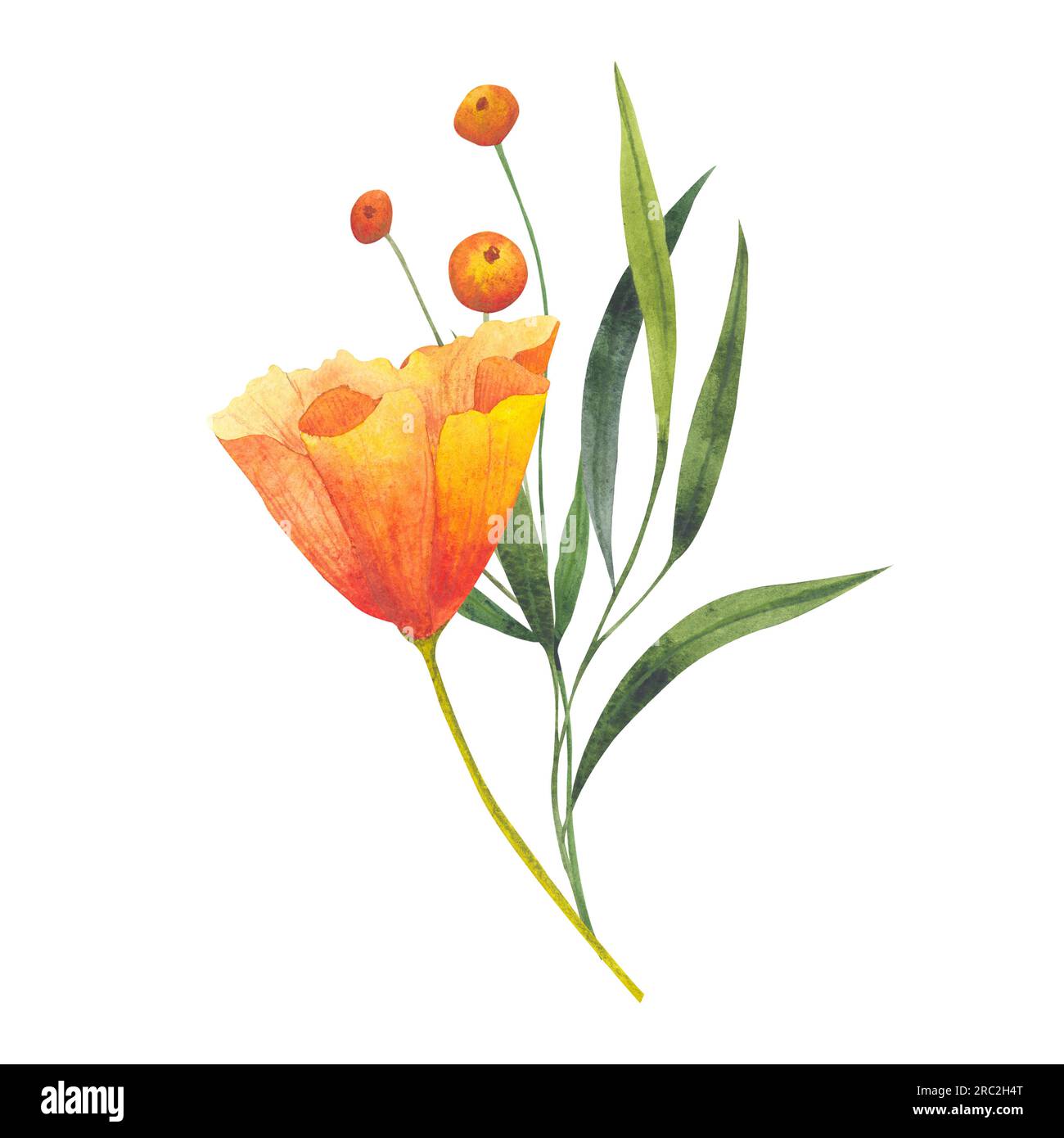 Bouquet with gold poppy flower Eschscholzia, California sunlight, cup ...
