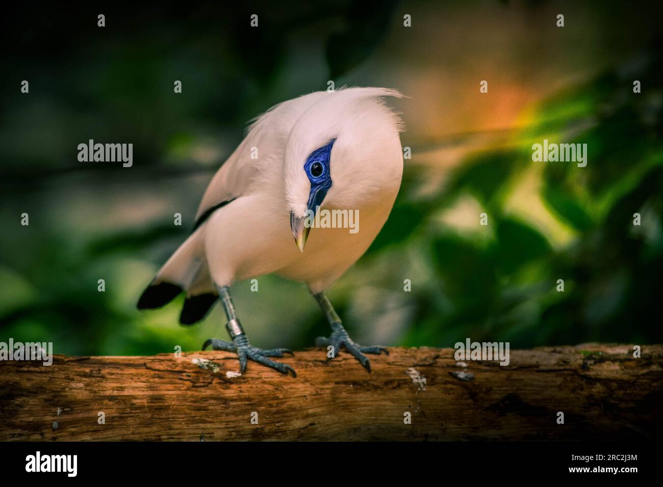 small white bird with blue eye Stock Photo - Alamy