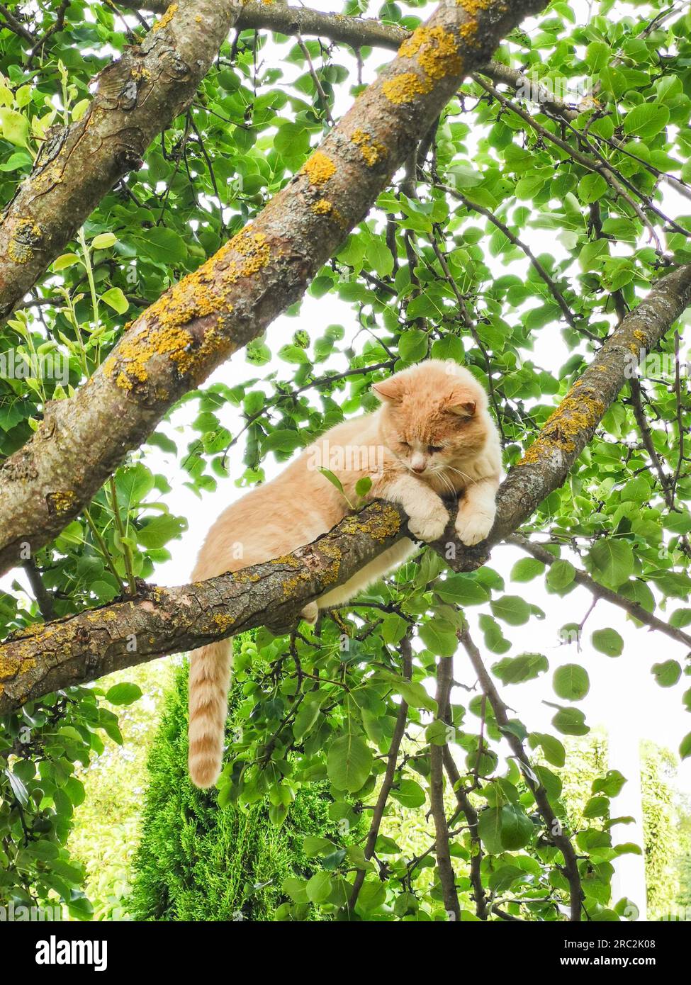 Red domestic cat sits on a branch of a pear tree Stock Photo - Alamy