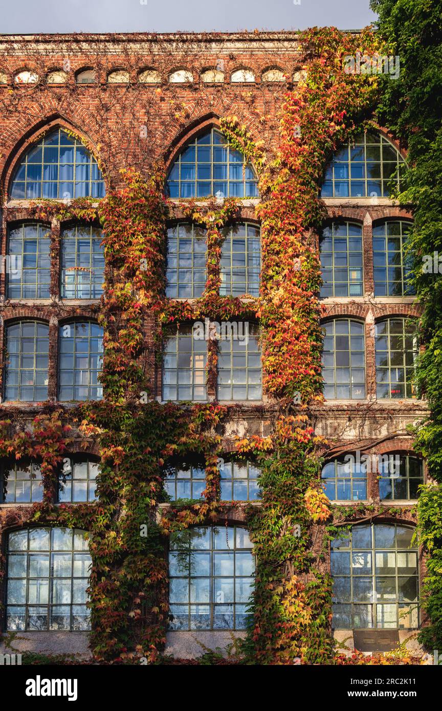 The facade of Lund university library covered in autumn colored leaves ...