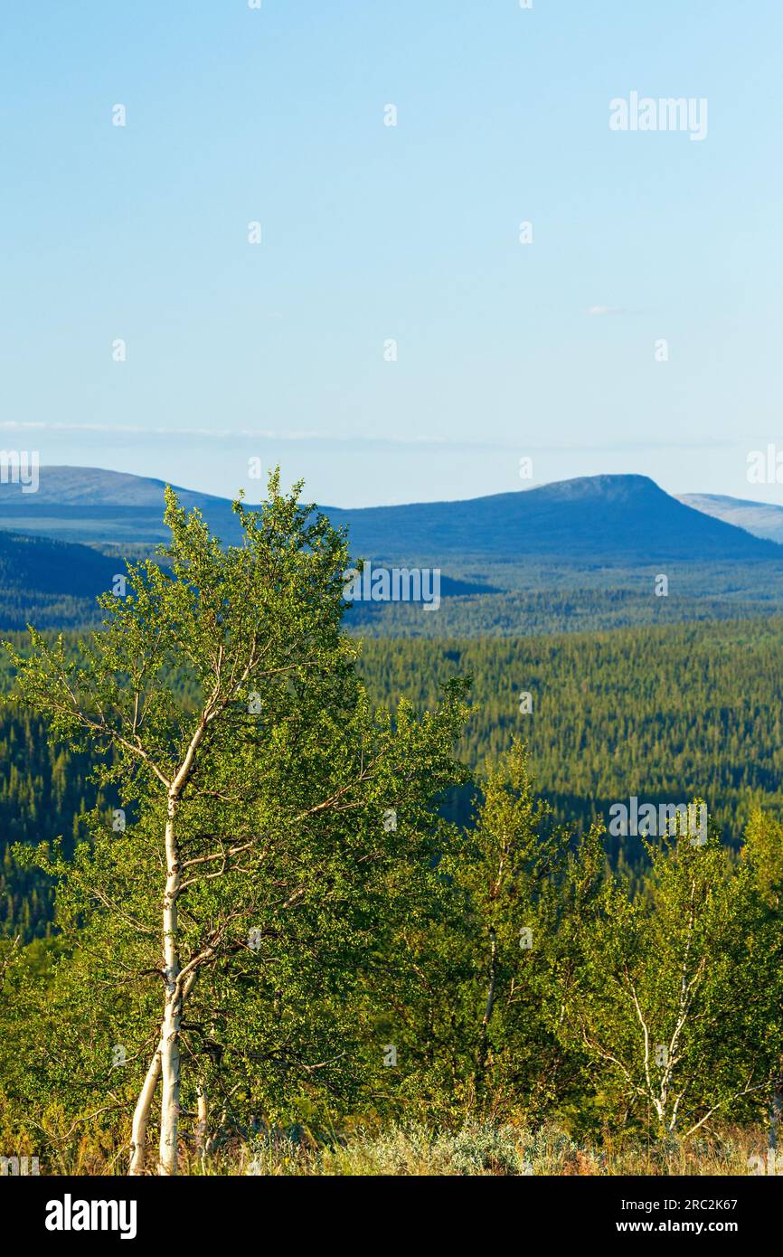 Birch tree in a forest landscape view Stock Photo - Alamy