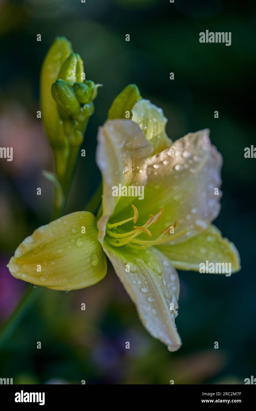 Lush colorful day lily flower close up with drops of water on it Stock ...