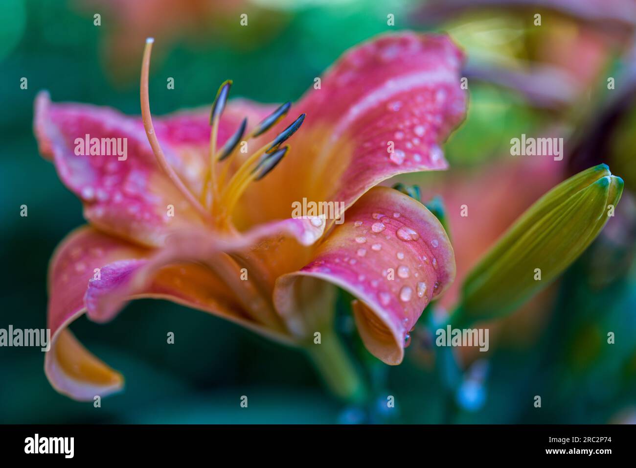 Lush colorful day lily flower close up with drops of water on it Stock ...