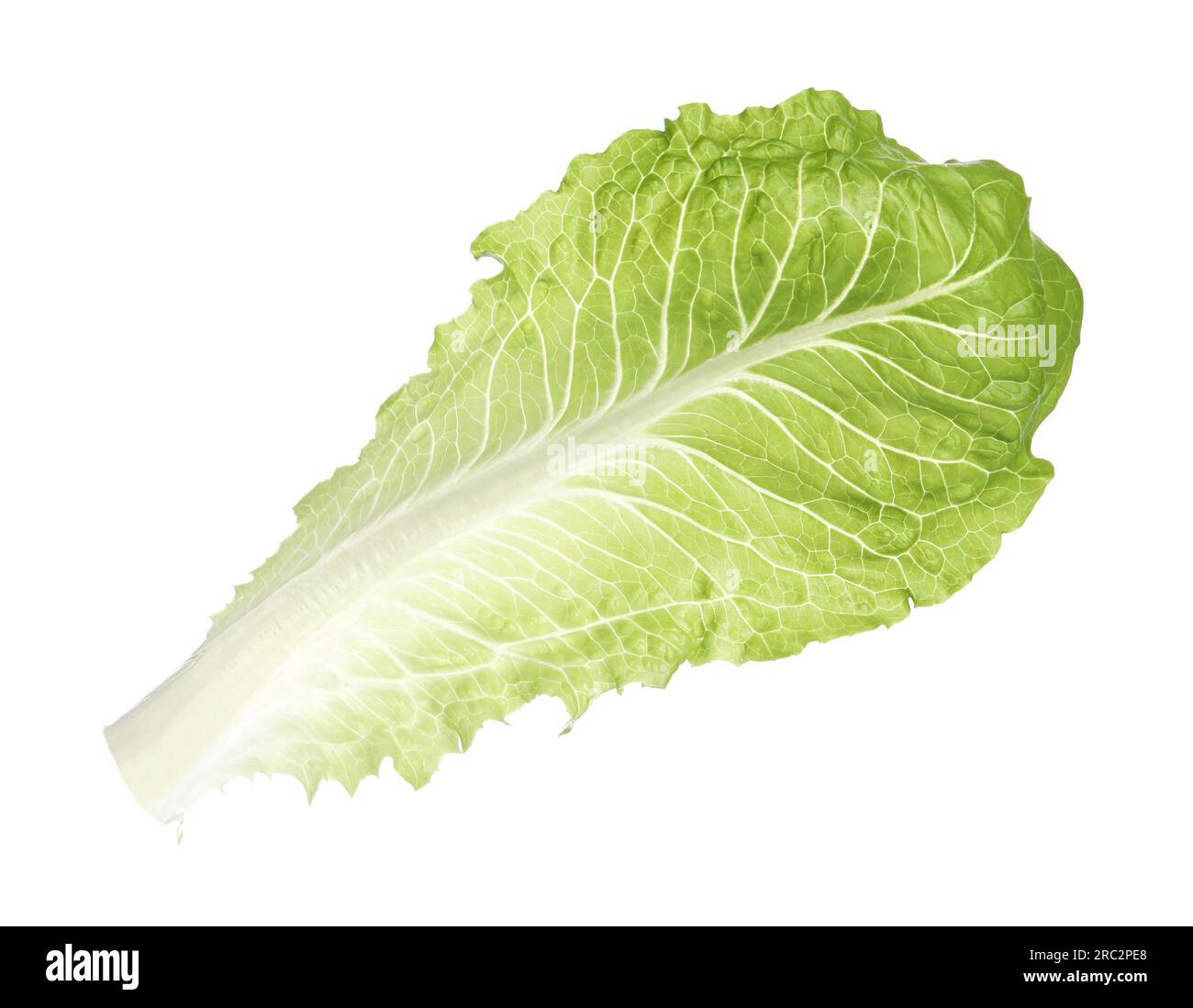Fresh leaf of green romaine lettuce isolated on white Stock Photo - Alamy