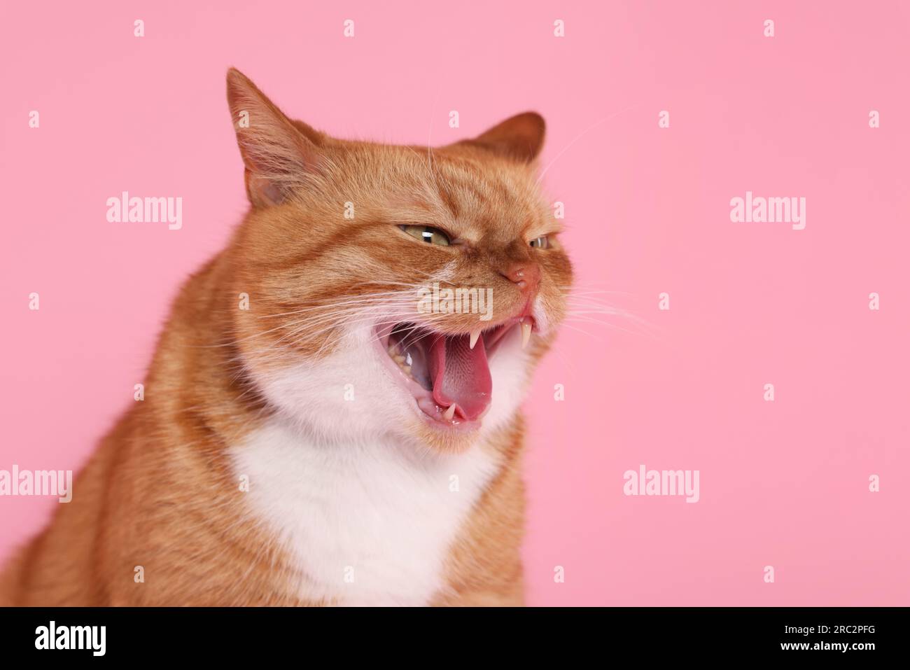 Cute cat showing tongue on pink background Stock Photo - Alamy