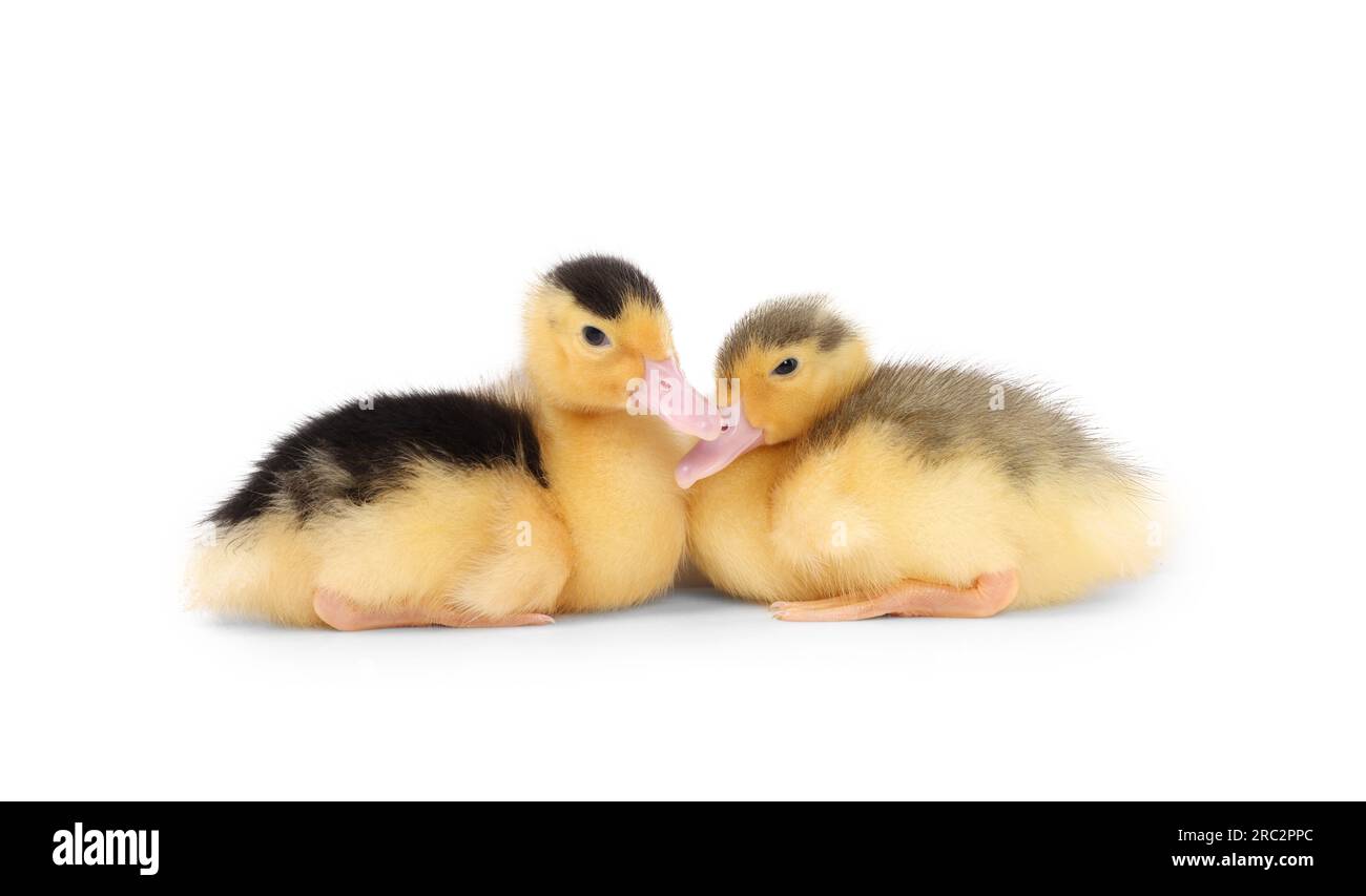 Baby animals. Cute fluffy ducklings on white background Stock Photo - Alamy