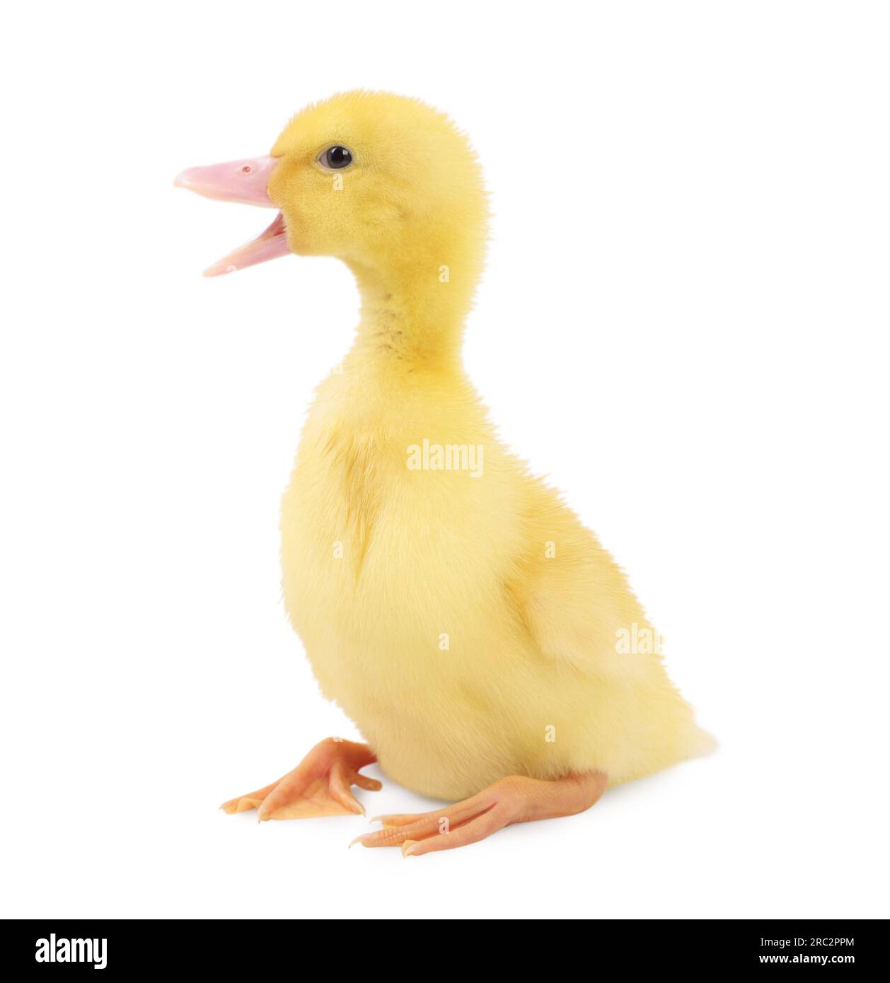 Baby animal. Cute fluffy duckling on white background Stock Photo - Alamy