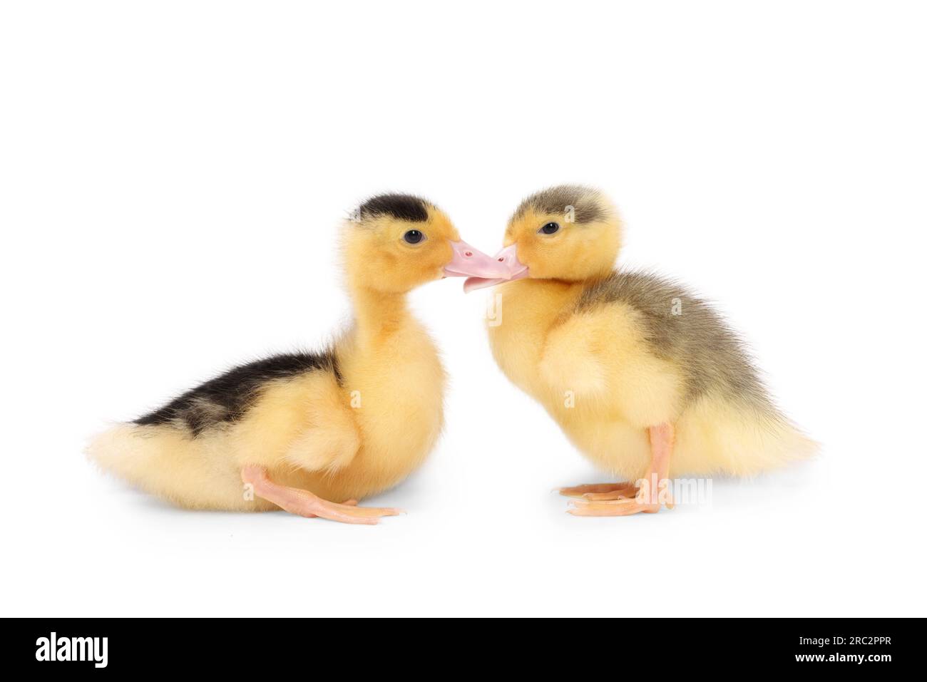 Baby animals. Cute fluffy ducklings on white background Stock Photo - Alamy