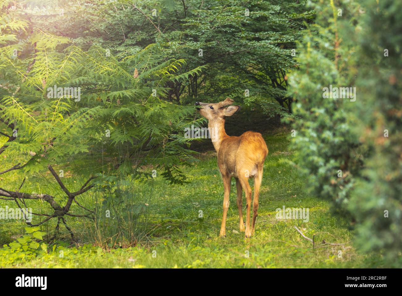 Roe deer doe watching hi-res stock photography and images - Alamy