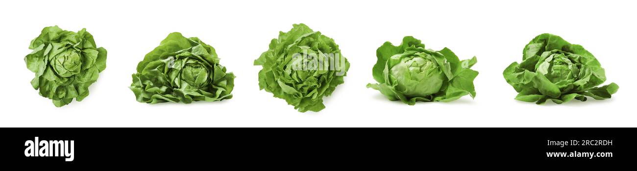 Set of fresh butterhead lettuce on white background, different views ...