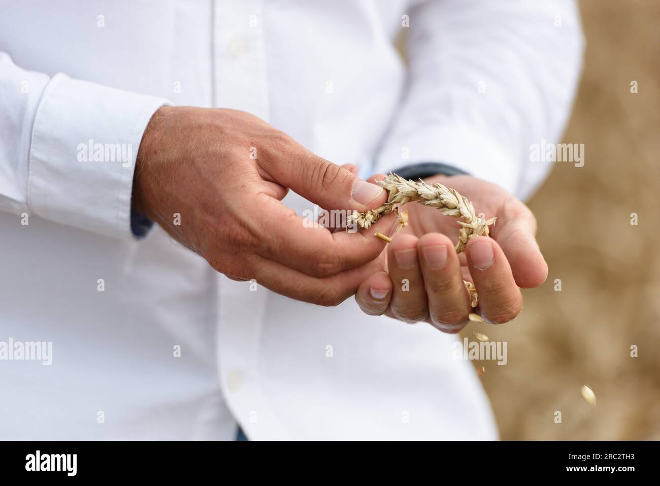 Man holding grains of malt in hands. Field on a background Stock Photo ...