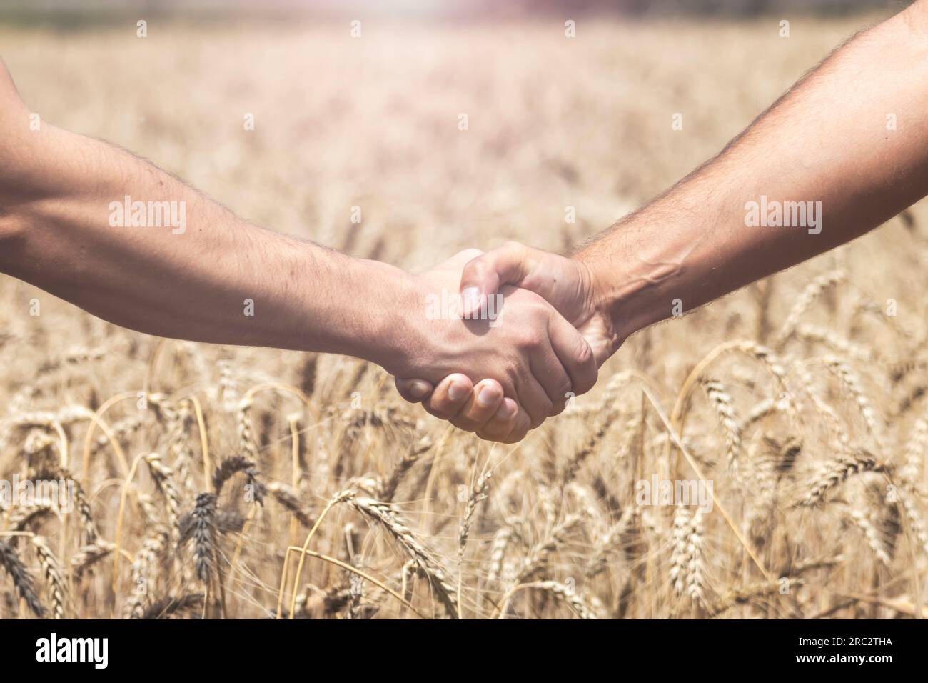 grain deal, handshake of two male hands Stock Photo - Alamy
