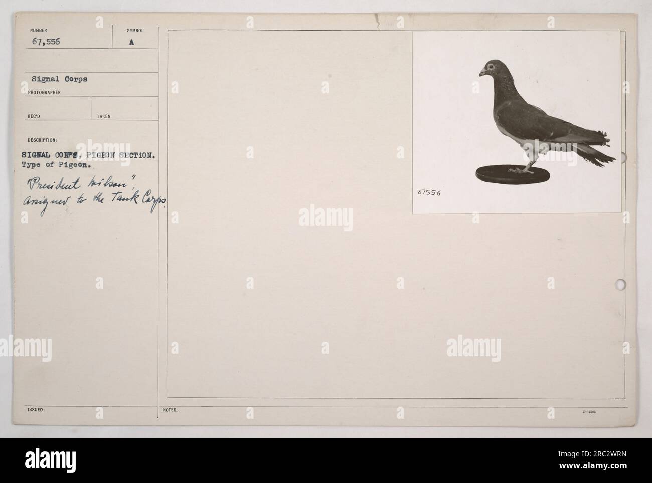 Signal Corps Pigeon Section member holding a pigeon named "President ...