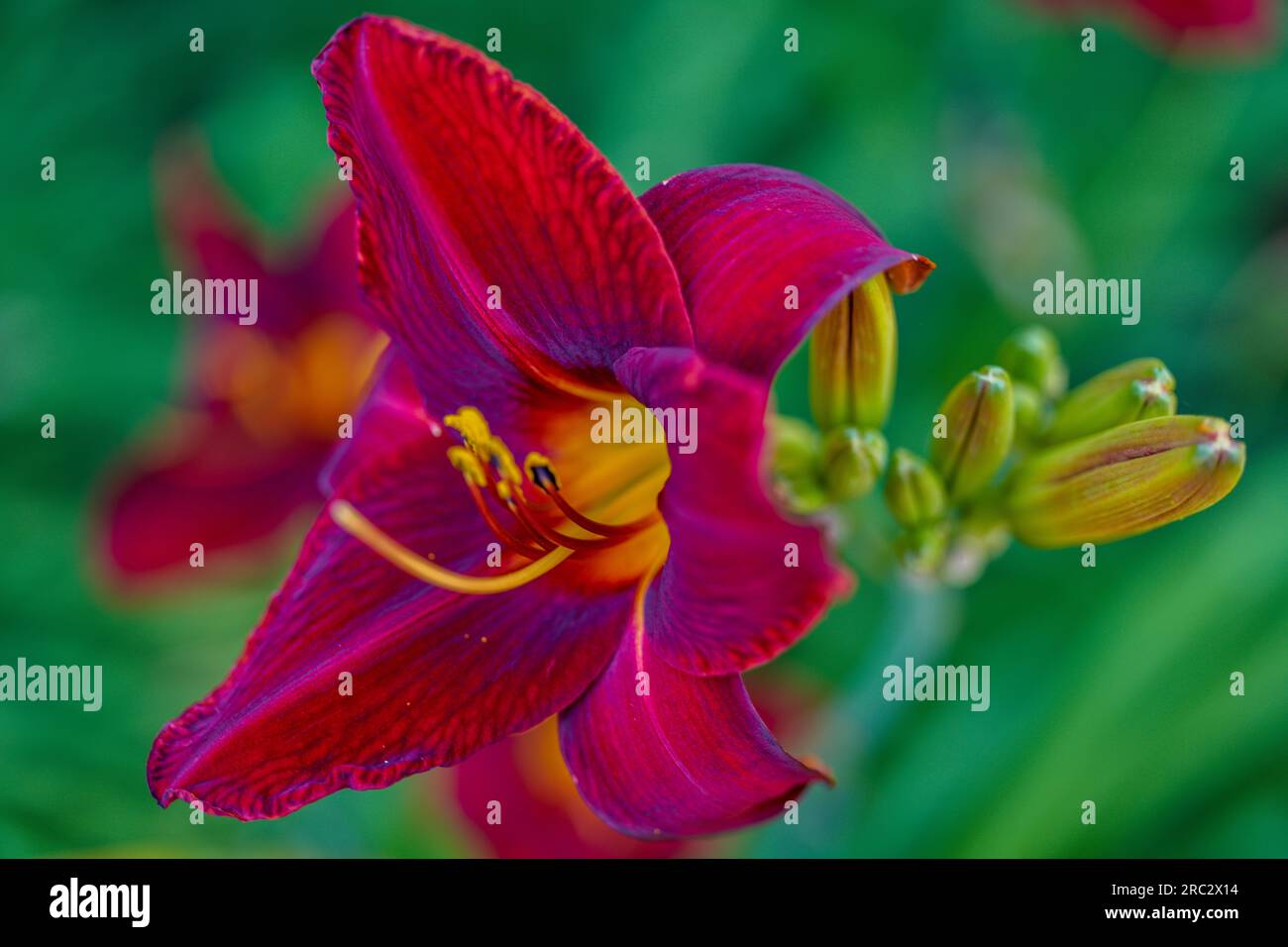 Lush colorful day lily flower close up with drops of water on it Stock ...