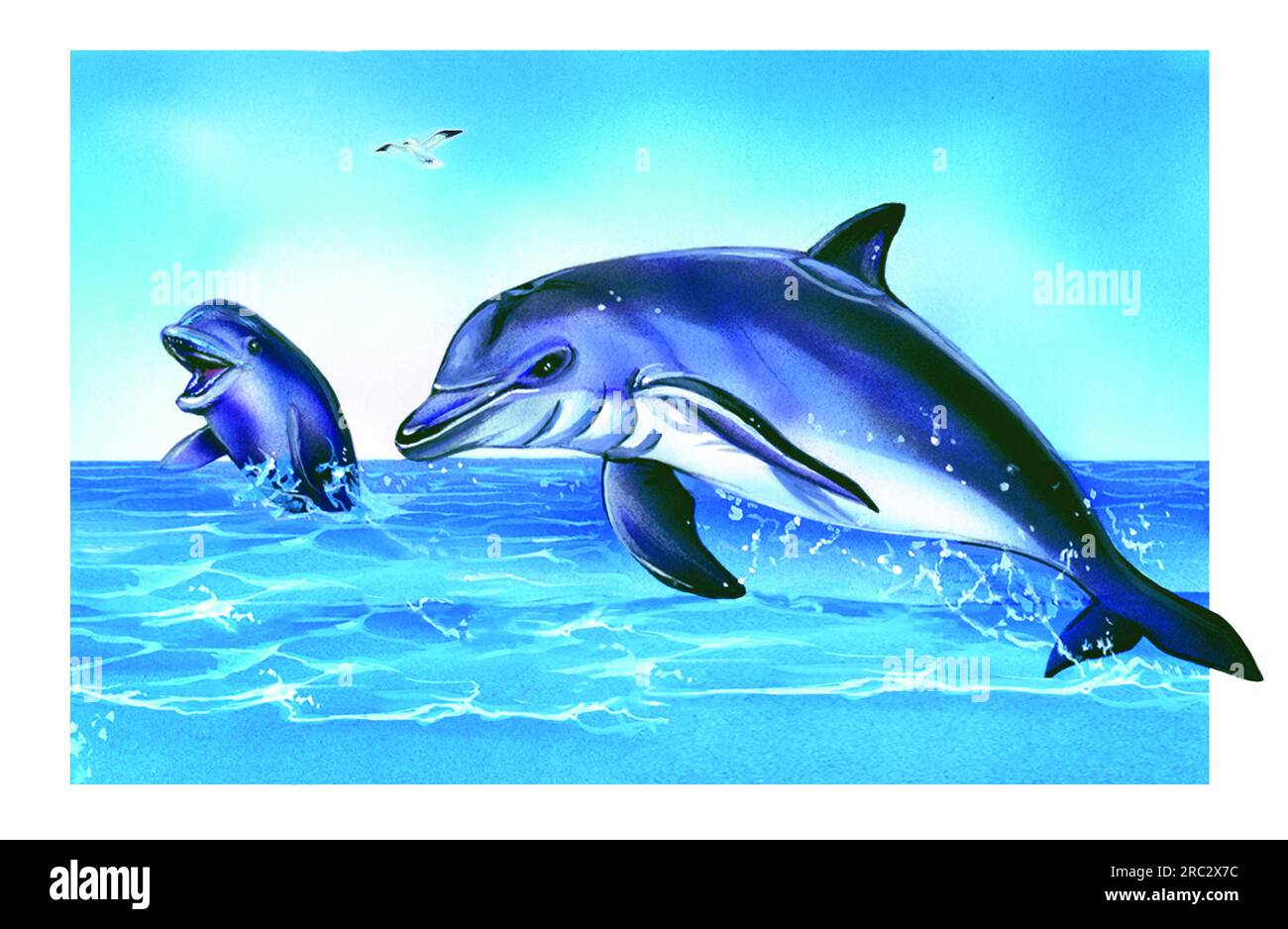 Ocean sea animals Cut Out Stock Images & Pictures - Alamy