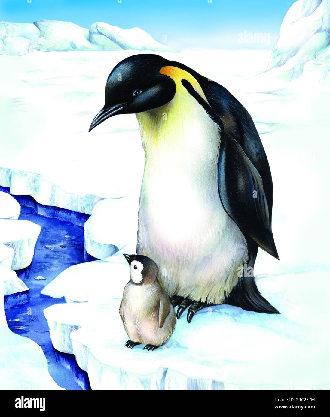 Animals-Emperor Penguin & chick in the Antarctic Stock Photo - Alamy