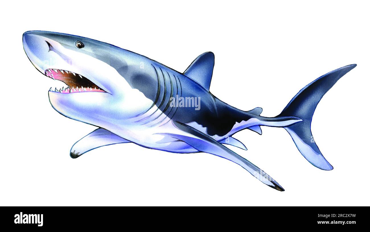 Animals-Great White Shark-white background Stock Photo - Alamy