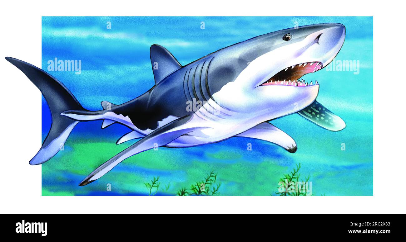 Animals-Great White Sharkin ocean Stock Photo - Alamy