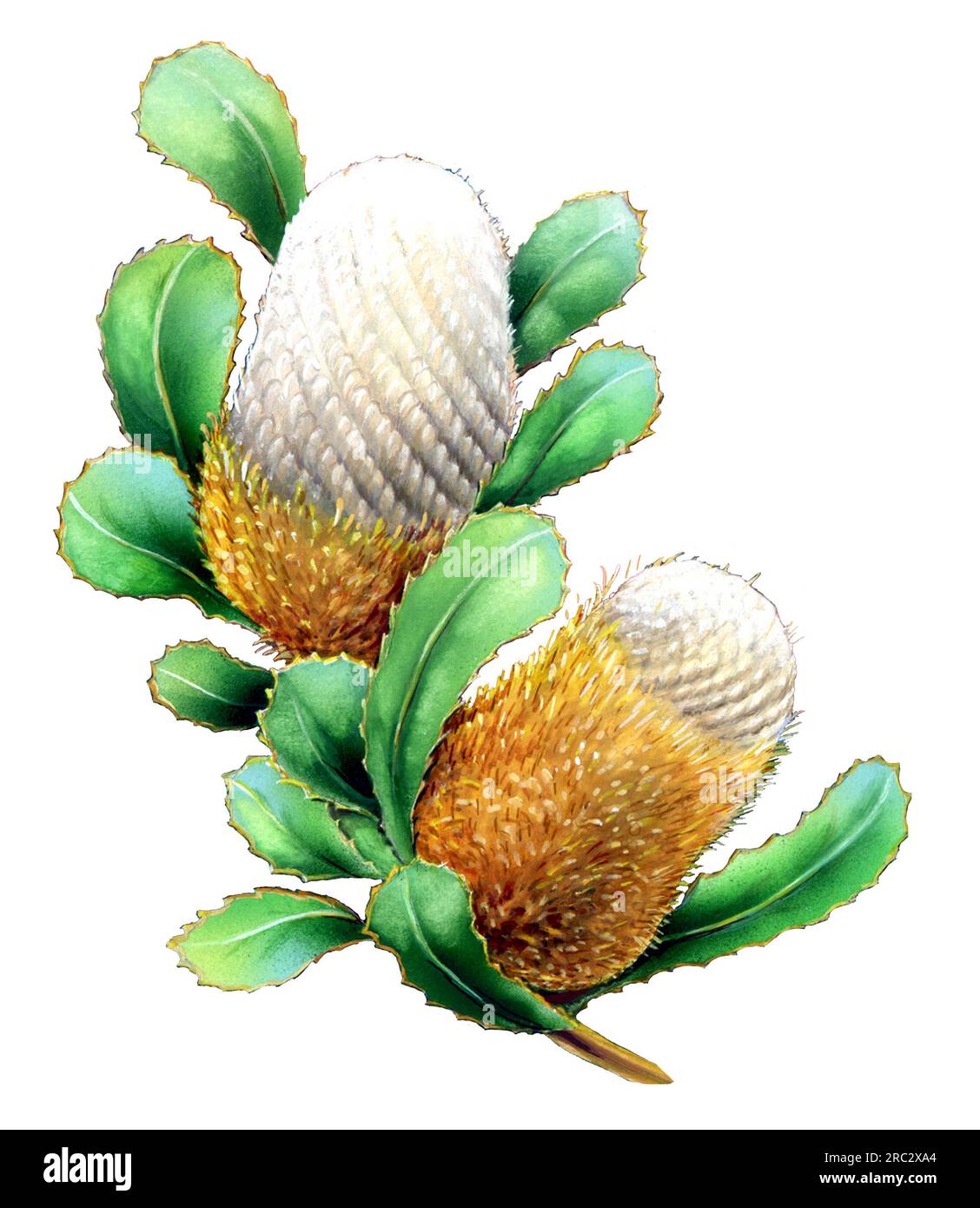 Australian floral Cut Out Stock Images & Pictures - Alamy