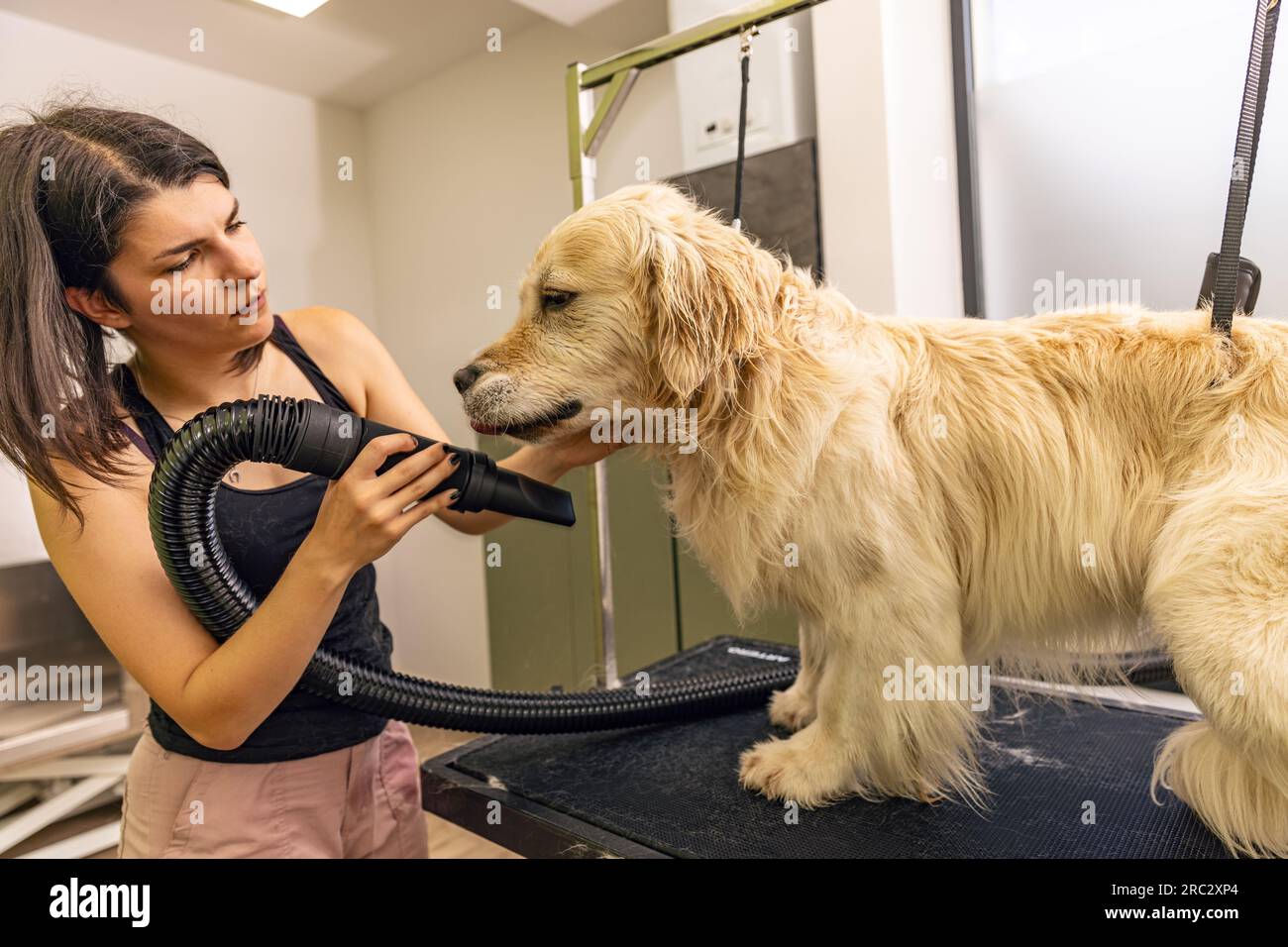 Dog drying pet grooming concept. Groomer using blowdryer on a grooming ...