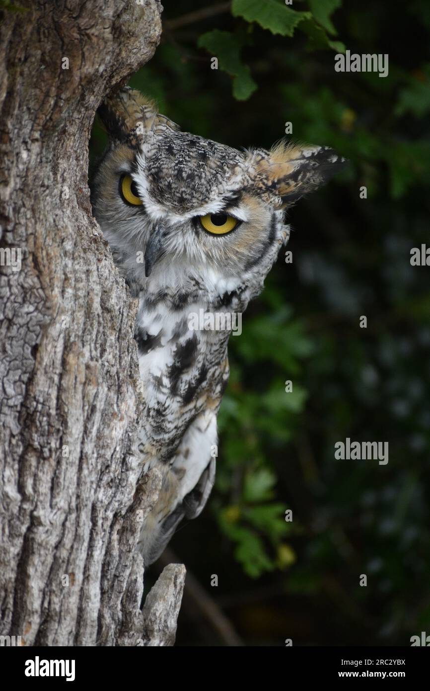 Raptor wildlife falconry owl hi-res stock photography and images - Alamy