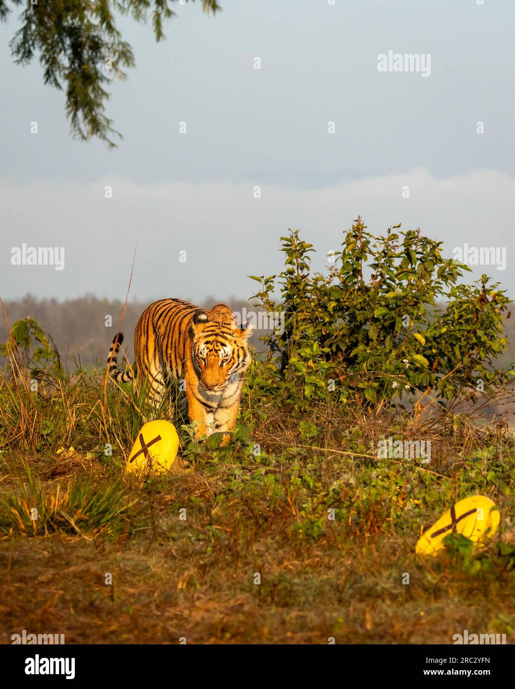 wild female bengal tiger panthera tigris during morning territory ...
