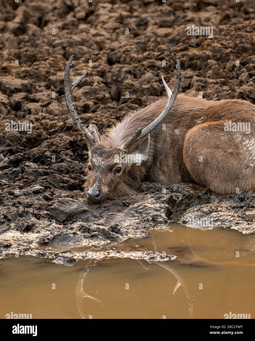 wild male sambar deer or rusa unicolor resting and cooling off his body ...