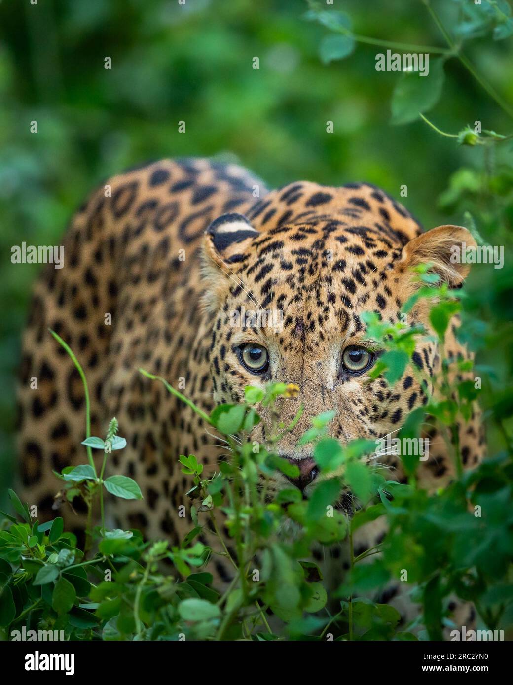 wild male leopard or panther or panthera pardus fusca face closeup in ...