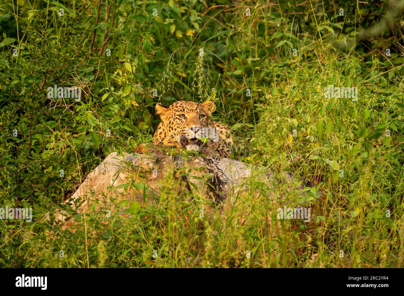 wild male leopard or panther or panthera pardus fusca closeup resting ...