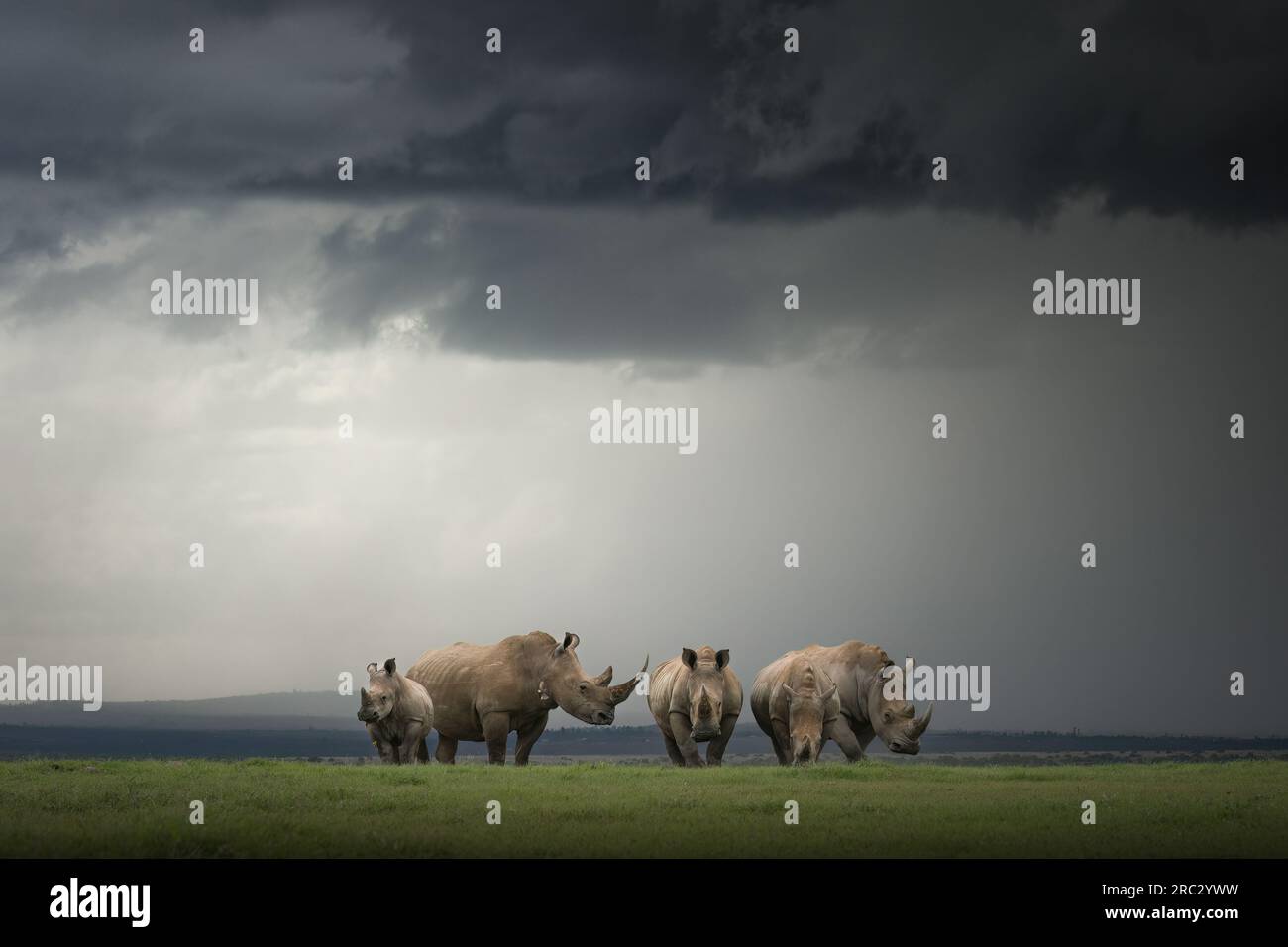 A group of rhinos cut a powerful figure NYERI, KENYA STRIKING IMAGES of ...