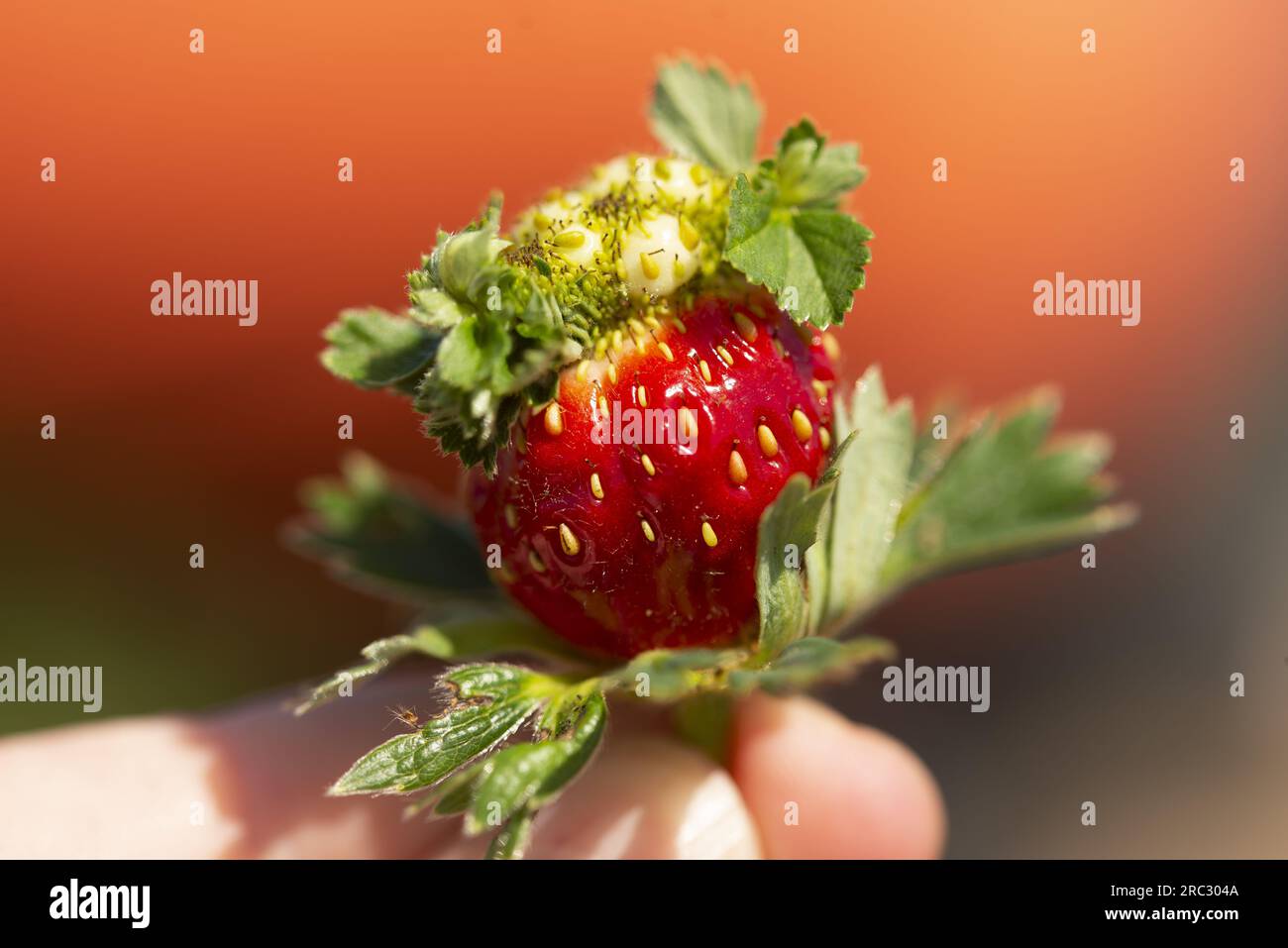A strawberry undergoing vivipary. Strawberries sprouting, close-up ...