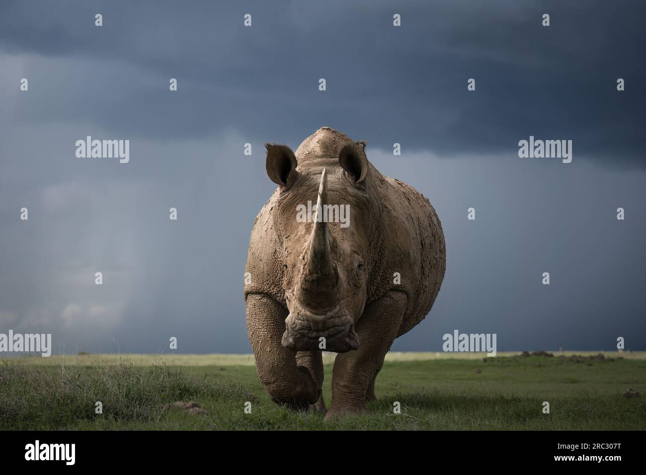 An incredible shot as the rhino rushes towards photographers NYERI ...