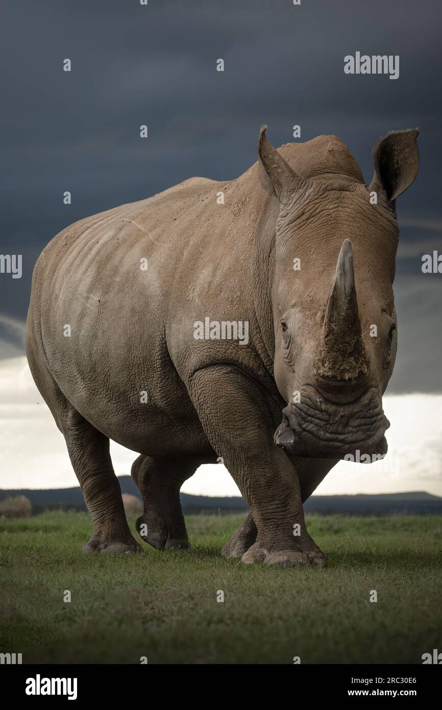 The rhino poses for the photographer NYERI, KENYA STRIKING IMAGES of ...