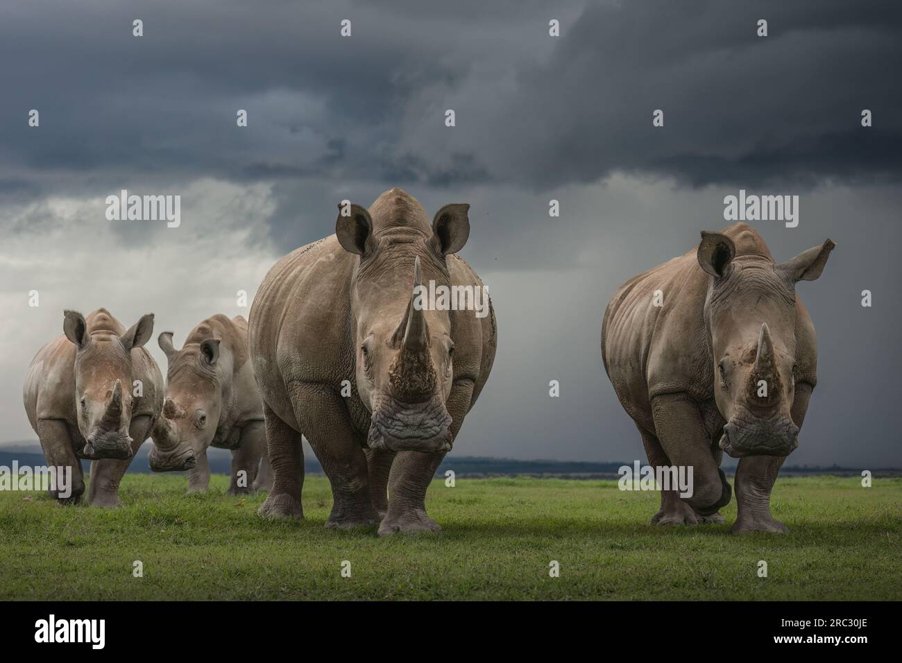 The rhinos venture through the plains NYERI, KENYA STRIKING IMAGES of ...
